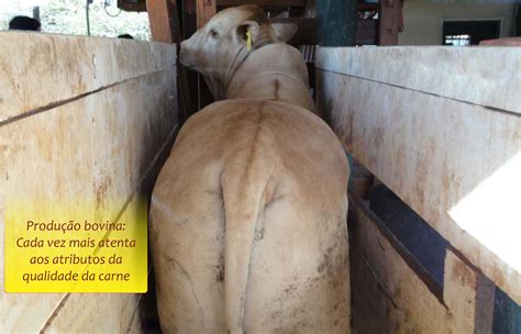 Tudo Sobre o Senepol uma das raças bovinas que mais cresce Conheça a