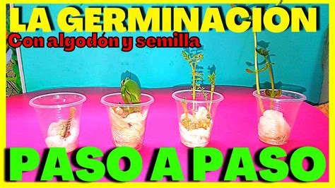Guía paso a paso Cómo germinar semillas en algodón y agua de forma