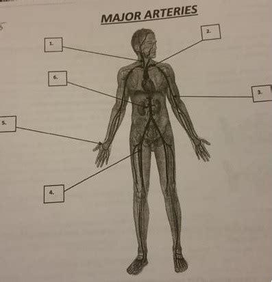 Honors Anatomy Chapter 19 Major Arteries Diagram Diagram Quizlet