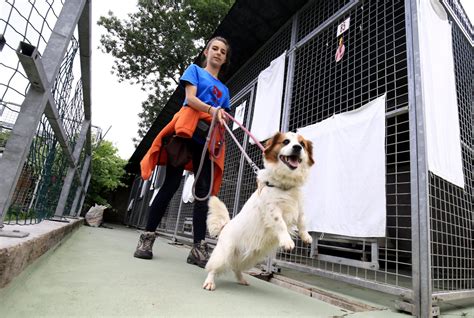 ANIMAUX PHOTOS SPA d Arry près de Metz des dizaines d animaux à