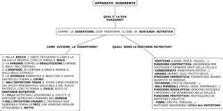 Apparato Digerente Blog Di Maestra Mile