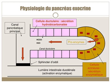 Ppt Physiopathologie De La Pancr Atite Chronique Powerpoint