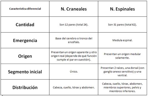 Nervios Craneales Y Espinales