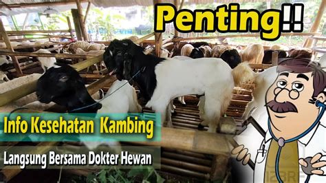 Benjolan Besar Pada Telinga Kambing Info Kesehatan Ternak Kambing