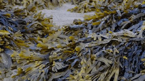 Spirulina co to jest i jak działa Wiedza Shamana