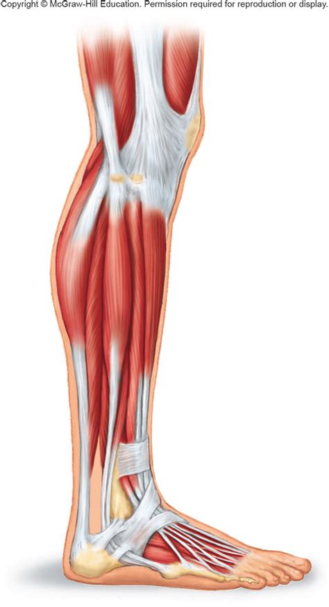 Muscles Of The Lateral Right Leg Diagram Quizlet