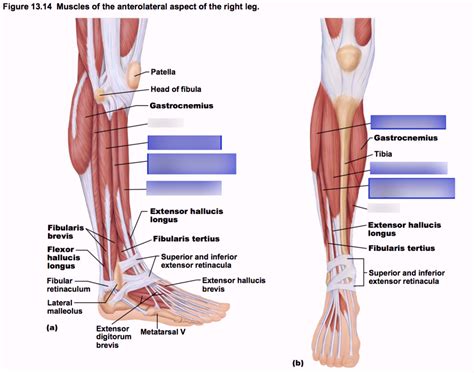 PHYL141L Muscles Of The Anterolateral Aspect Of The Right Leg Diagram