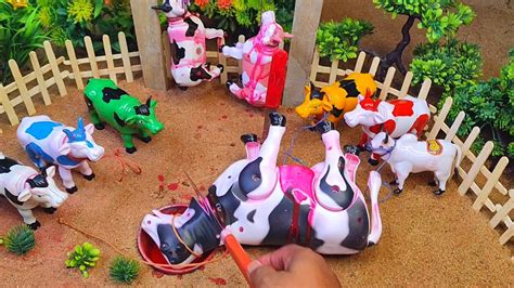 Wadidau Potong Sapi Kurban Kambing Proses Sapi Melahirkan