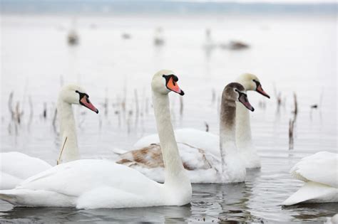 La faune emblématique de la Haute Savoie et du lac d Annecy
