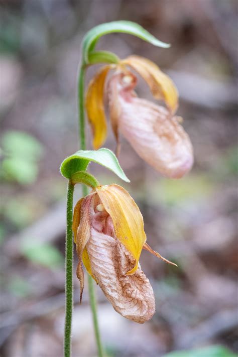 Stages Of Growth Of Pink Ladys Slipper Orchids Todd Henson Photography