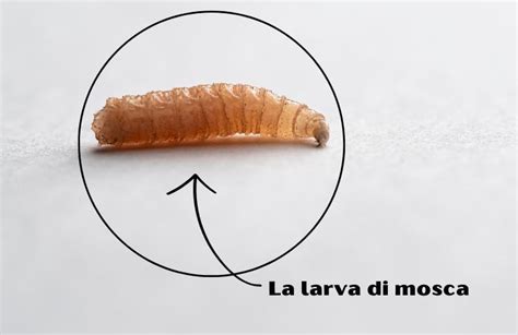 Vermi nella spazzatura perché si formano nell umido e come evitarli