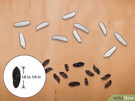 7 formas de saber la diferencia entre excremento de ratón y rata