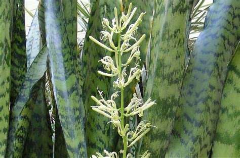 Cuál es la flor de la lengua de suegra Id Plantae
