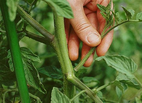 Comment réussir la taille de la tomate conseils