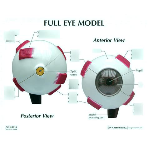 Muscle Of Eye Model Diagram Quizlet