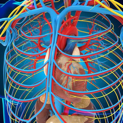 Anatomia Del Sistema Circolatorio Umano Con Cuore Per Concetto Medico