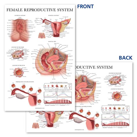 Buy Laminated Female Reproductive System Anatomical Chart Female