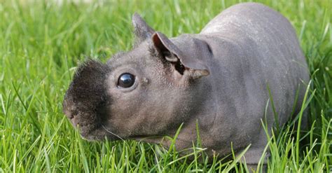 Discover Hairless Guinea Pigs Skinny Pigs Baldwin Guinea Imp World