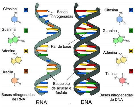 Veja as diferenças na estrutura e nas funções do DNA e RNA Diferença