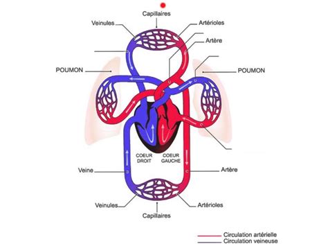 Diagram Of Circulation Sanguine Quizlet