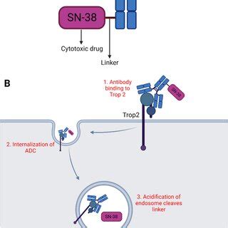 Schematic Of Sacituzumab Govitecan And Its Mechanism Of Action A