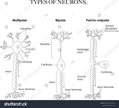 Types Neurons Multipolar Pseudounipolar Bipolar Anatomy Vetor Stock