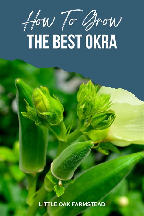 How To Grow Okra Artofit