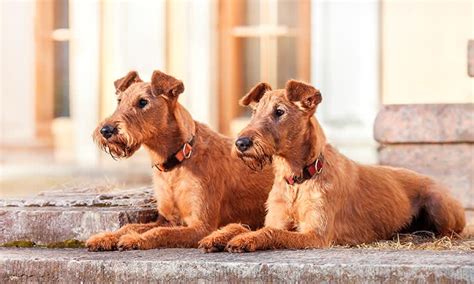 Razas de perro terrier de tamaño grande y mediano Foto 5