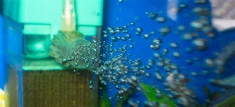 Los Peces Necesitan Oxígeno Factores Que Afectan El Consumo De