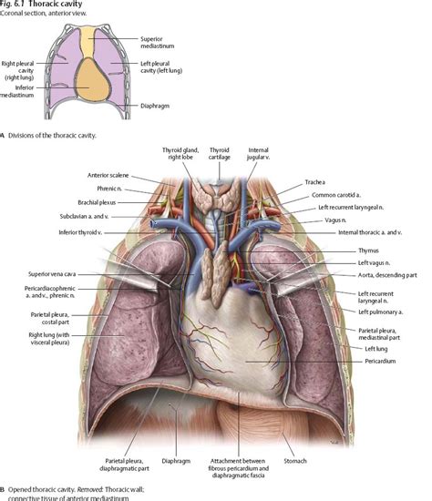 Anatomy Of Chest Cavity Thoracic Cavity Anatomy Britannica 1624 The