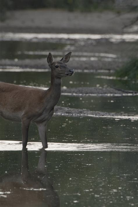 Chambord Quatre Saisons Katso Kaikki Ohjelmatiedot TV Opas Telkku