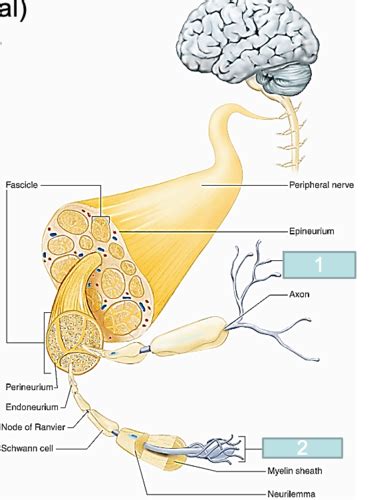 The PNS Peripheral Nervous System Flashcards Quizlet
