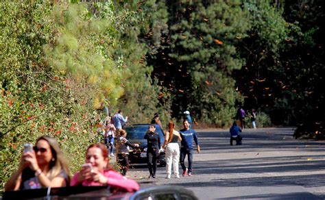 Costos Y Horarios Para Visitar Los 4 Santuarios De La Mariposa Monarca
