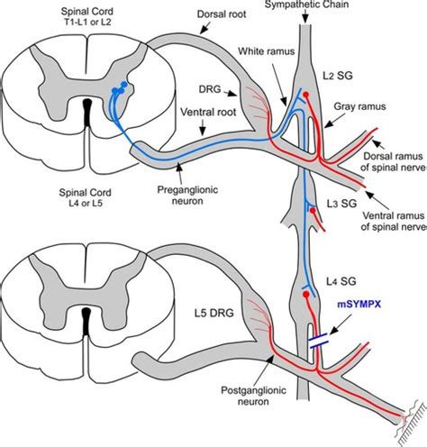 Neuro Peripheral Nervous System Flashcards Quizlet