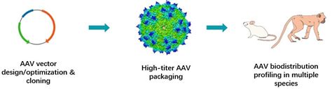 AAV Vector Transgene Biomarker Protein Biodistribution Analysis