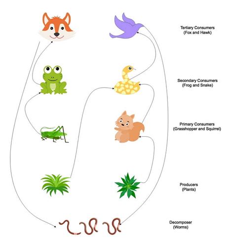 A Guide To Understand Food Web With Diagram Edrawmax Online NBKomputer