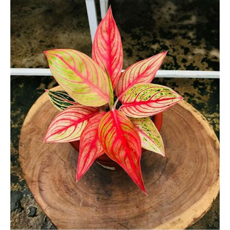 Jual Tanaman Hias Aglonema Legacy Mutasi Tanaman Bunga Hias Legacy