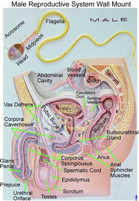 Pin By Shalika David On Quick Saves Reproductive System Basic