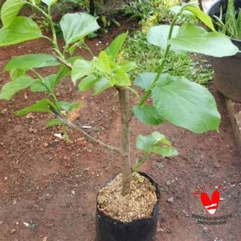 Jual Pohon Murbei Mudah Berbuah Bibit Tanaman Buah Mulberry Hitam