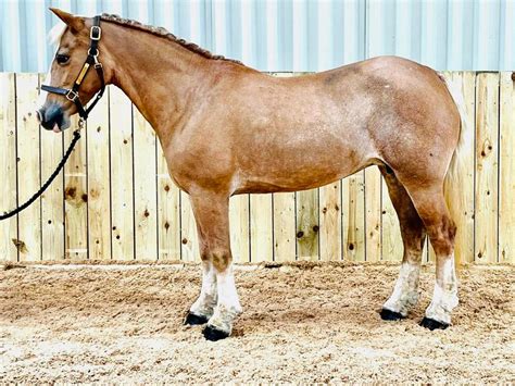 Pony For Sale 14hh Irish Cob