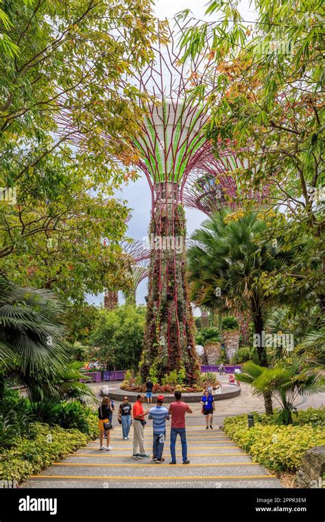 Supertree Grove Gardens By The Bay Singapore Stock Photo Alamy