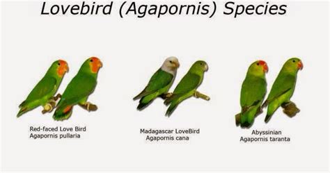 9 Jenis Jenis Dari Burung Lovebird Yang Umum Dan Langka Ditemukan