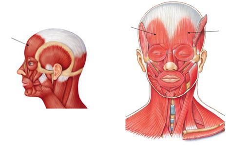 Ch Muscular System Axial Muscles Origins Insertions Actions