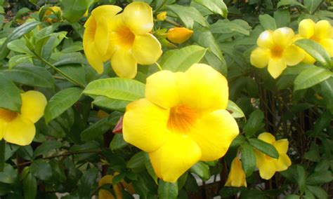 15 plantas para jardim resistentes ao sol opções de flores e folhagens