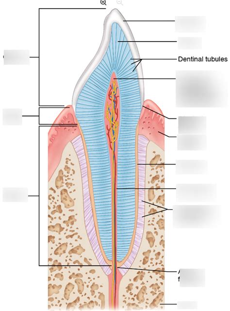 Tooth Anatomy Diagram Quizlet
