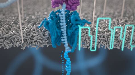 Dna