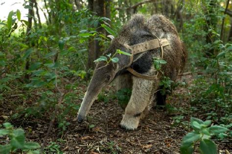 Nació un ejemplar de oso hormiguero gigante en el Iberá