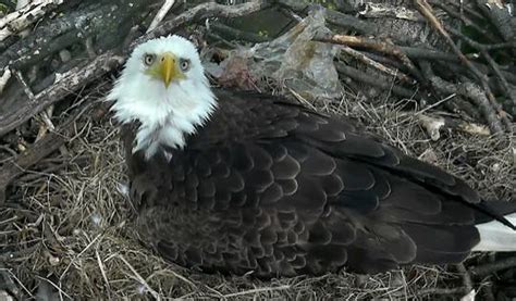 Oh Babies Second Bald Eagle Hatches Sunday Photos Wtop News