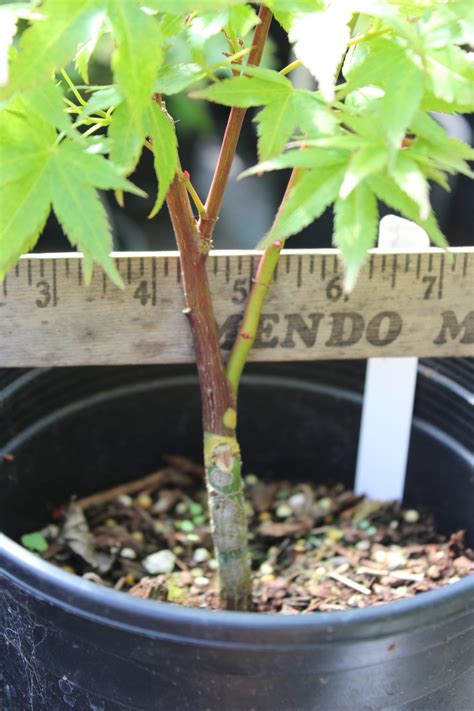 Aka Kawa Hime Pre Bonsai 761 Mendocino Maples Nursery