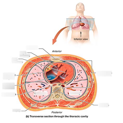 Transverse Section Through The Thoracic Cavity Heart Location Diagram